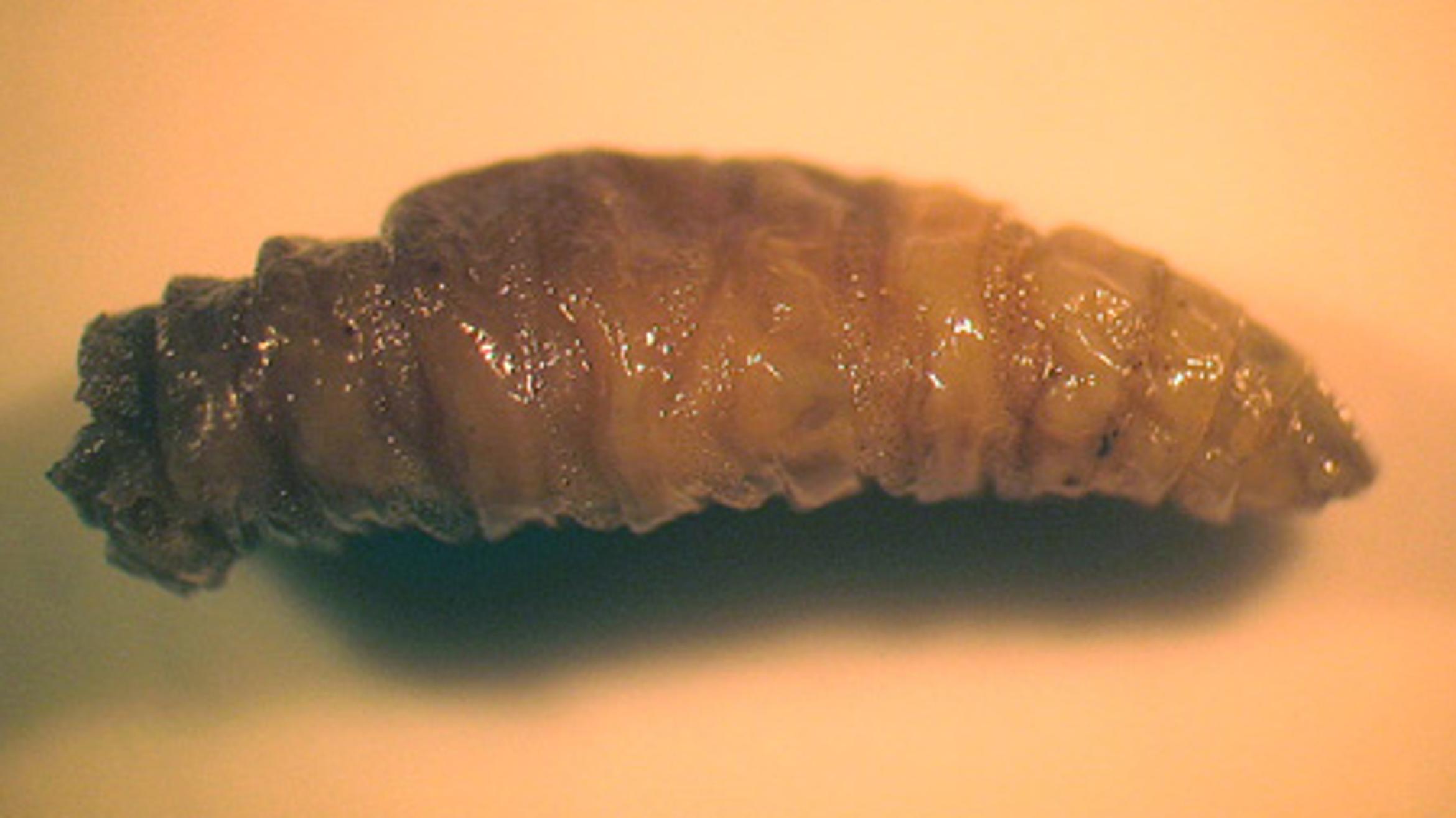 Maggots In Meals – MDOC Responds to Latest Food Service Issues | WDET