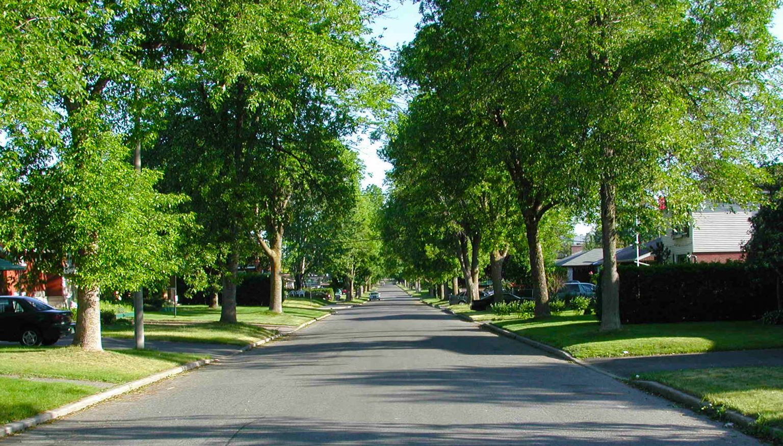 DNR awards new community grants to grow Southeast Michigan’s urban tree ...