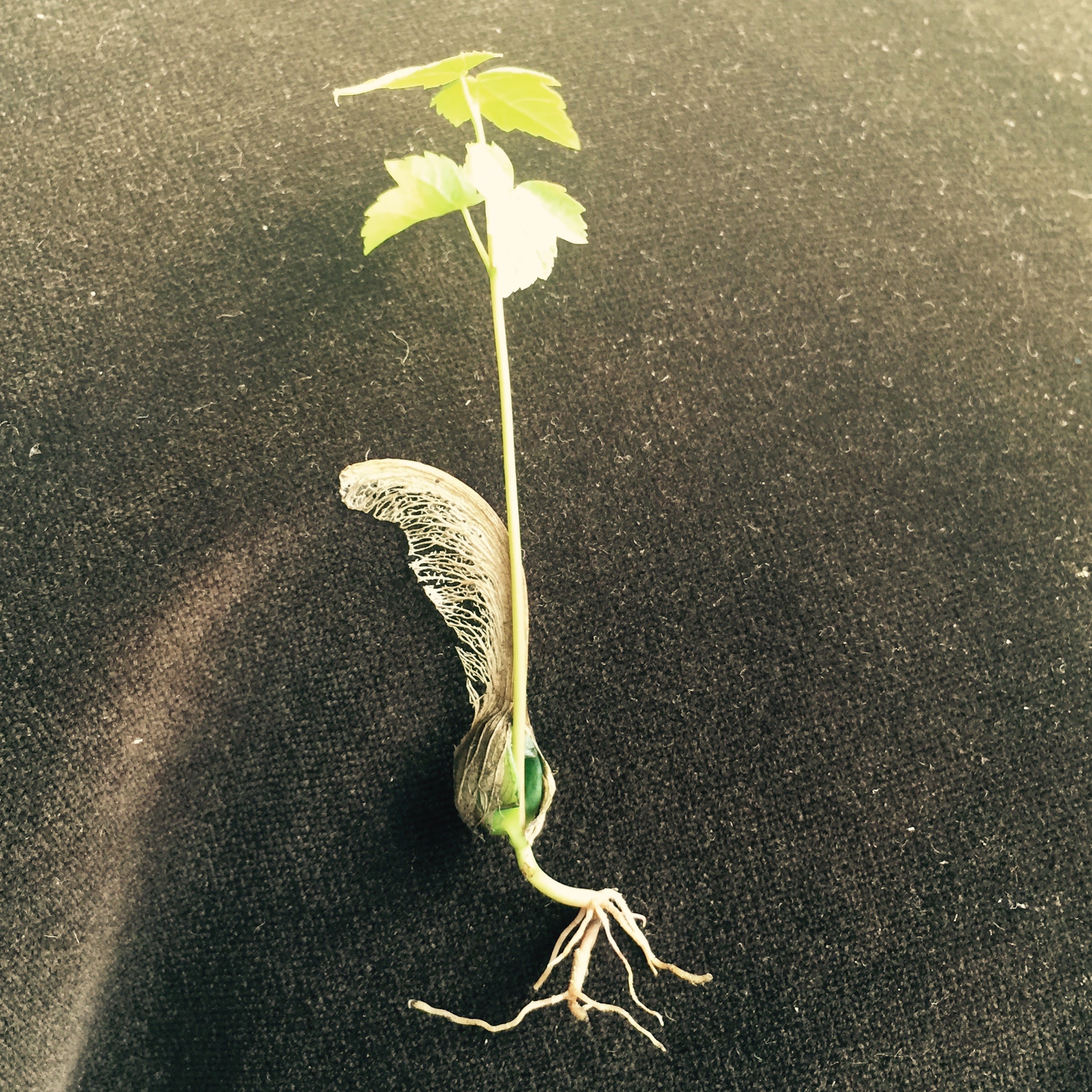 2015 Gardening Nightmare: Maple Seedlings - WDET 101.9 FM