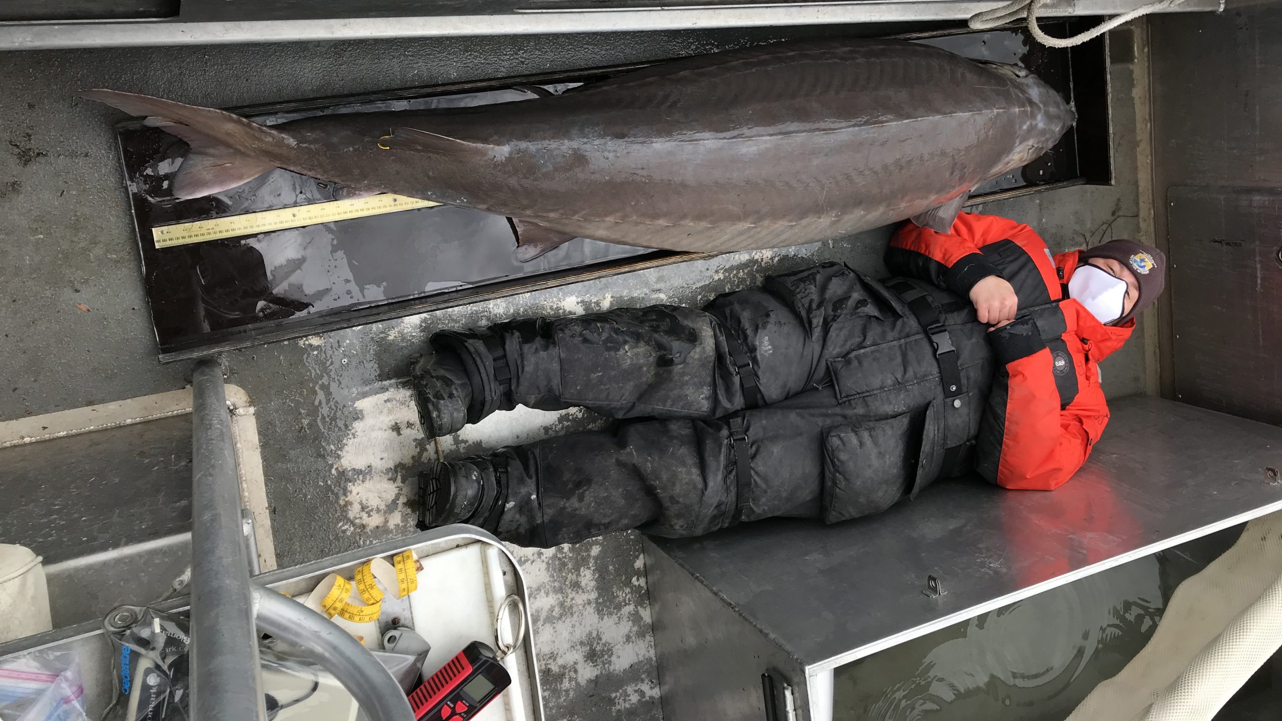 Massive Detroit River Sturgeon Captures America's Imagination - WDET ...