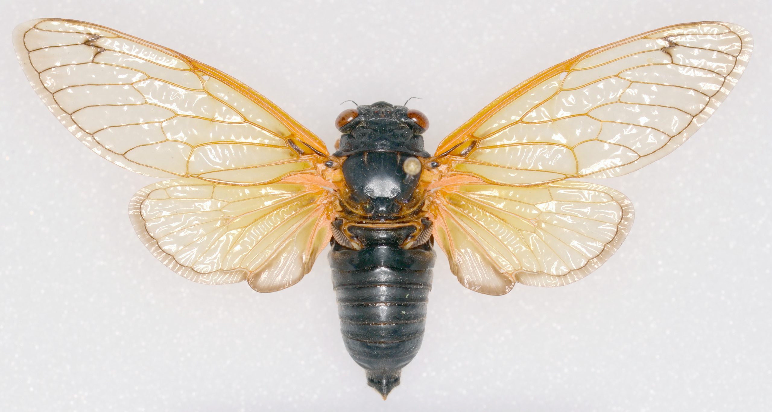 Chilly Temps May Delay Brood X Cicadas In Michigan, But Not For Long ...
