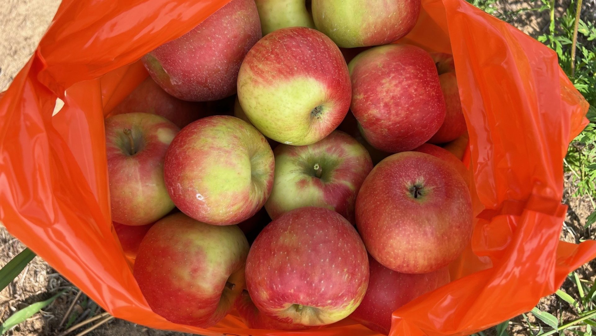 CuriosiD: Why are cider mills so popular in Michigan? - WDET 101.9 FM