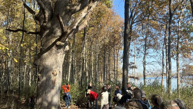 Detroit River International Wildlife Refuge gains recognition for trees ...