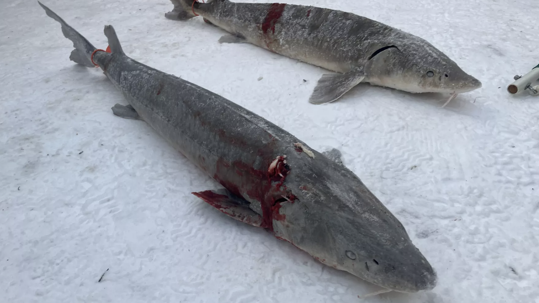 Michigan's limited sturgeon season broke records for participation ...