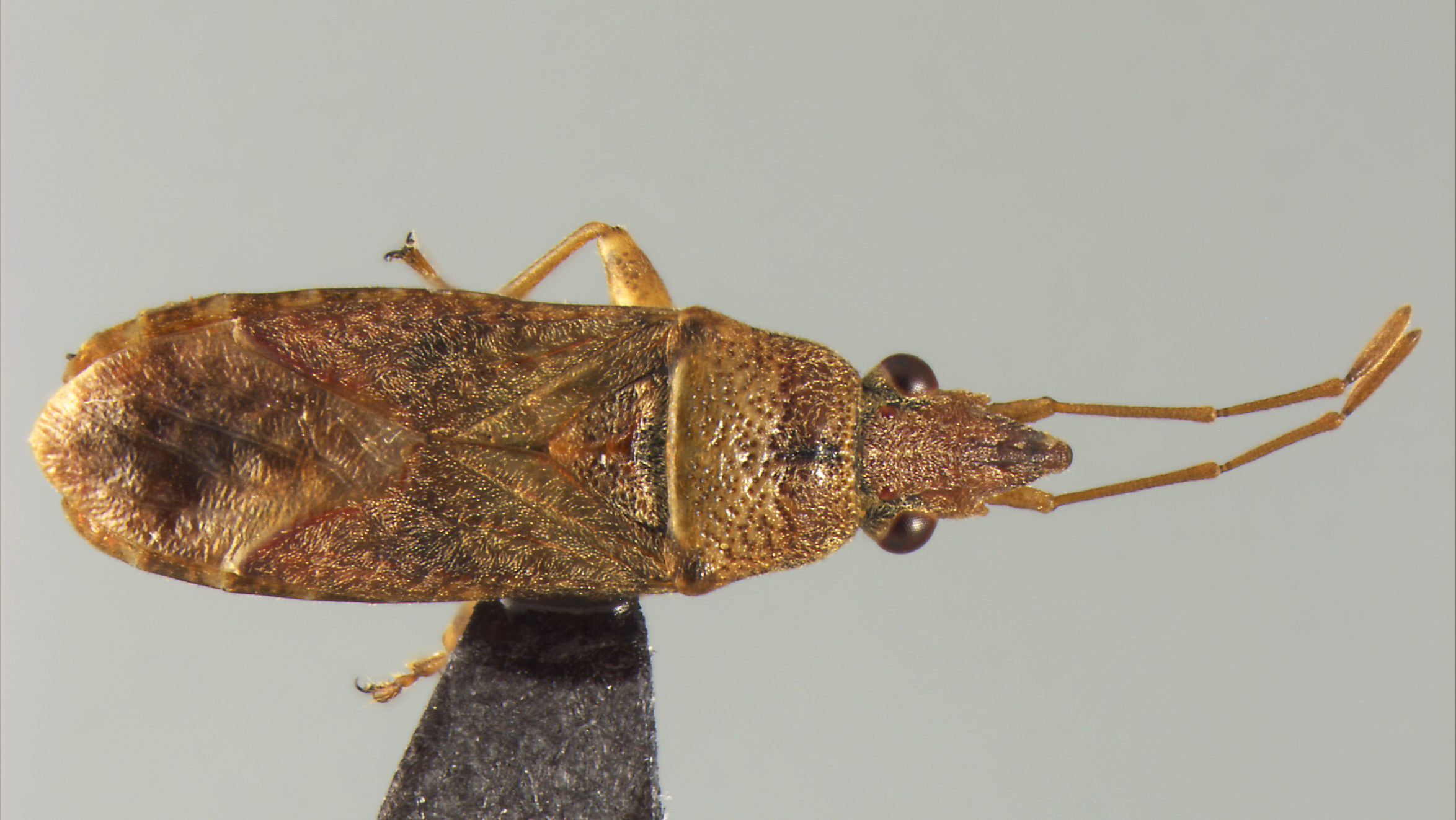 Rare invasive seed bug intercepted at Metro Airport - WDET 101.9 FM