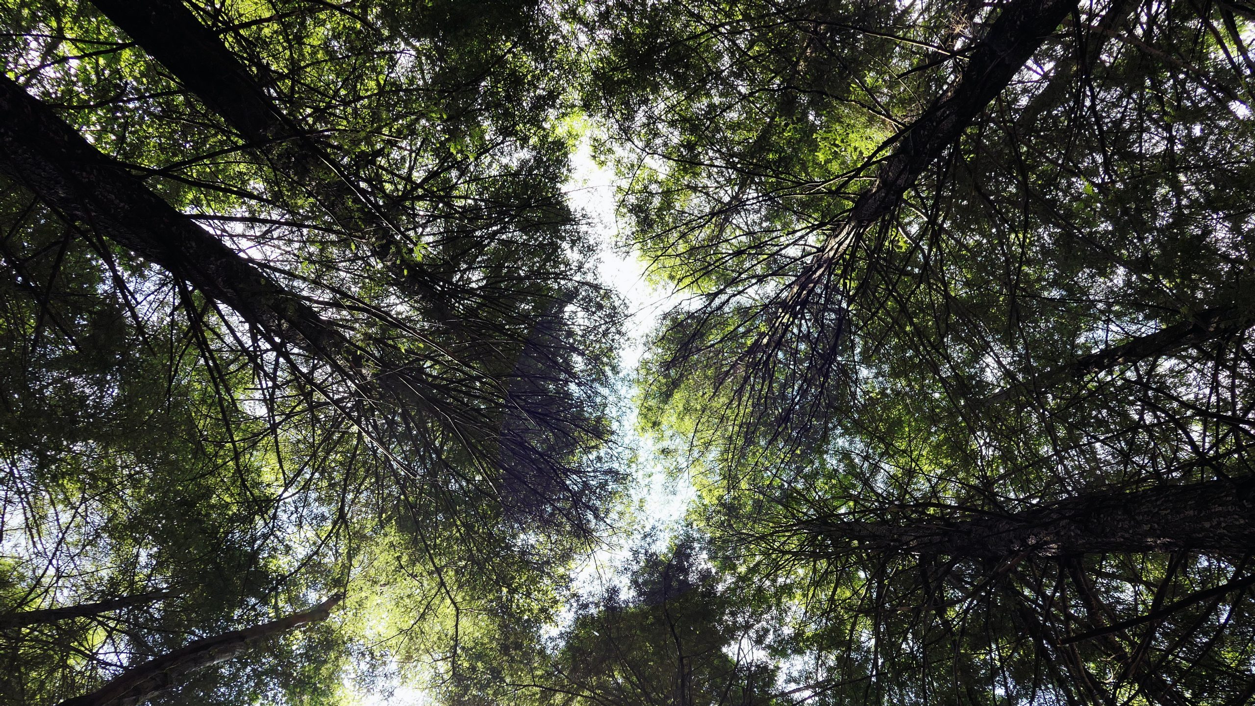 WDET is 'rooting' itself in environmental reporting with tree canopy ...