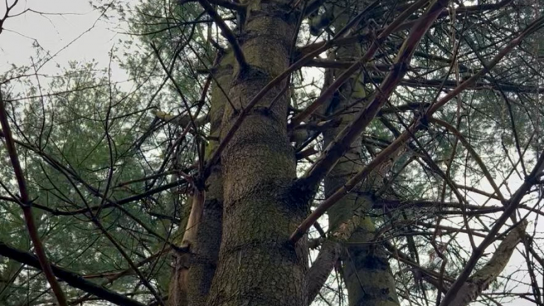 MSU researchers launch 20 year study on Michigan’s future tree ...