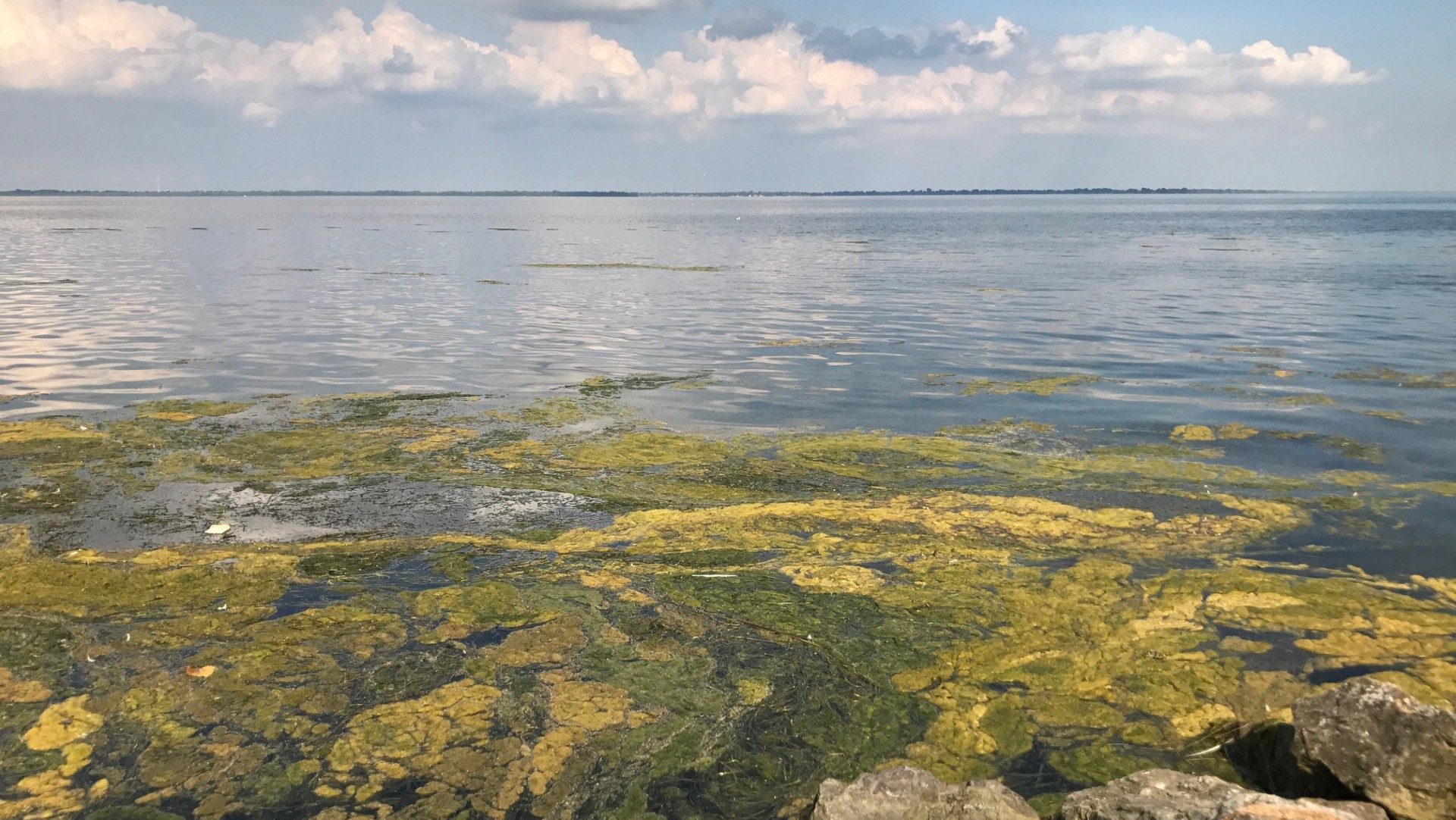 Early signs point to mild algal bloom in Lake Erie - WDET 101.9 FM